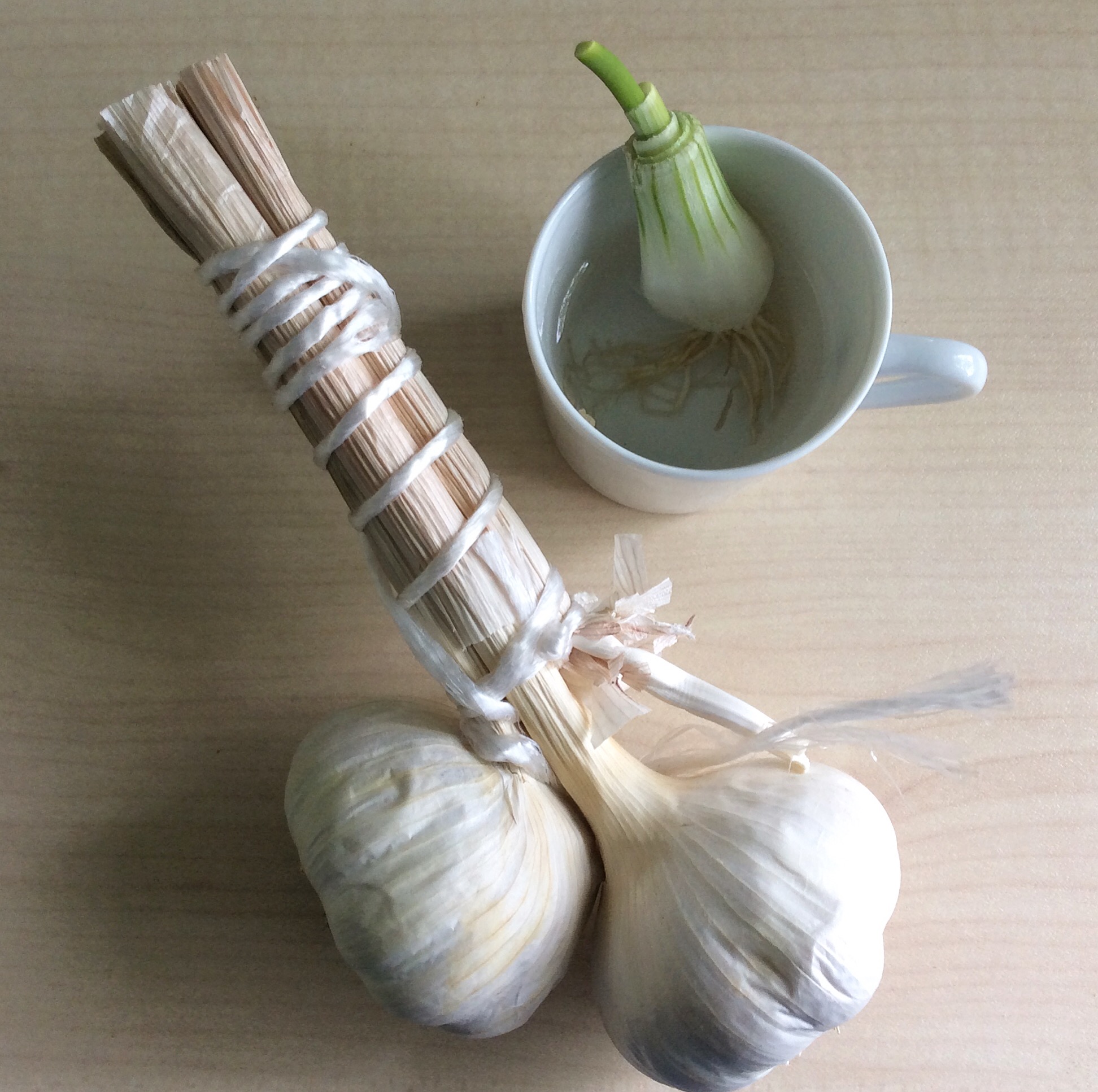 A good kind of sprout – Ellie Philpott