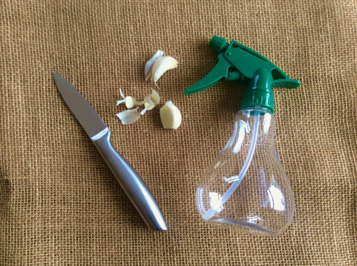 Garlic: How to rid yourself of vampires (and garden pests) – Ellie Philpott